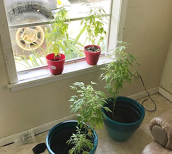 BPD: Pot plants spied in window | The Bogalusa Daily News
