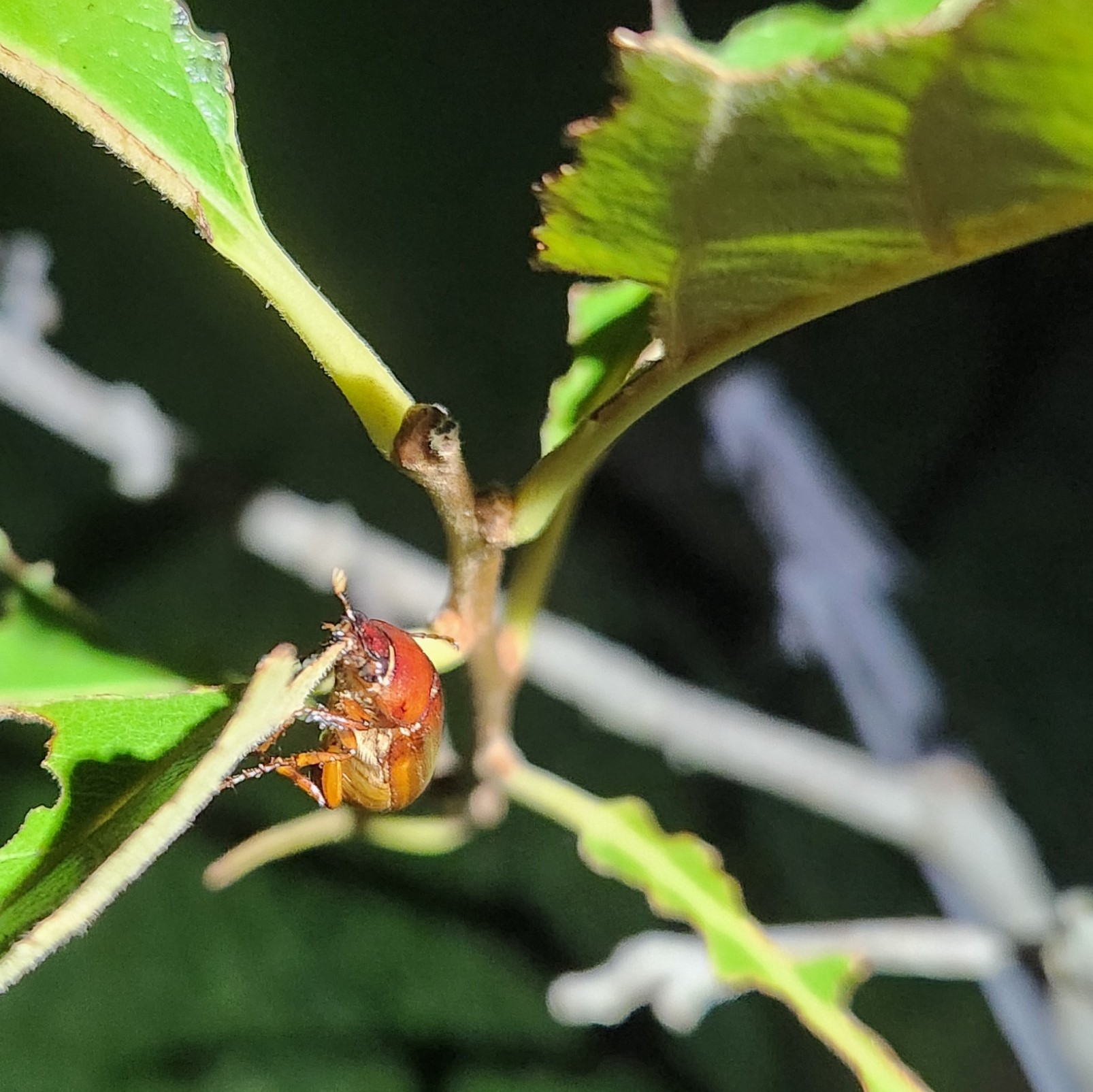 PhytoFindings: June Beetles on Persimmons | The Bogalusa Daily News