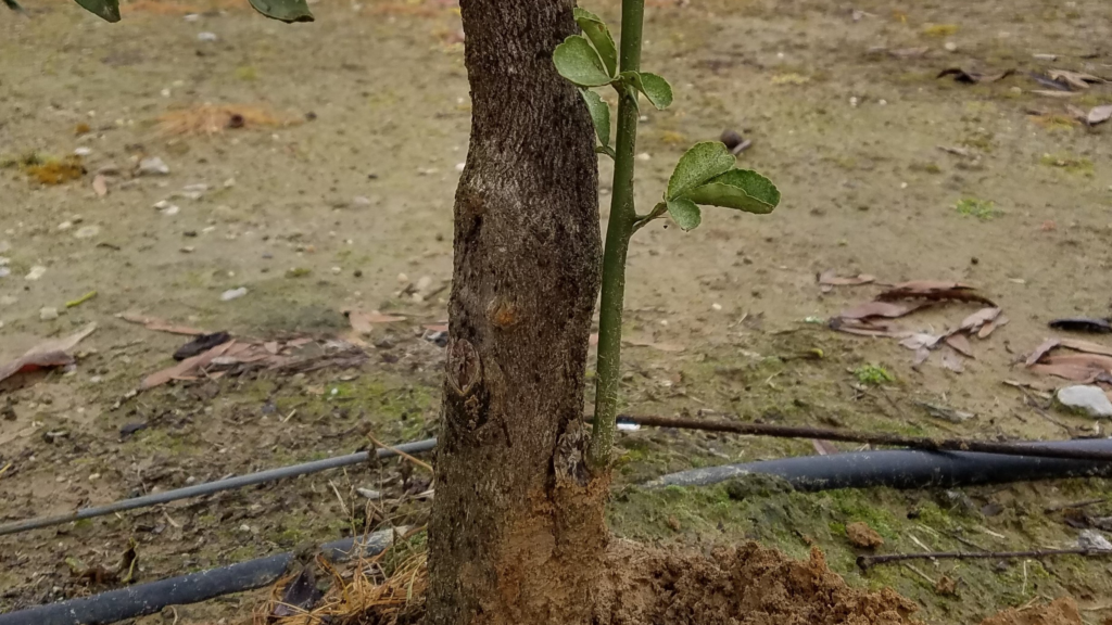 Tips for Dealing with Cold Damaged Plants | The Bogalusa Daily News